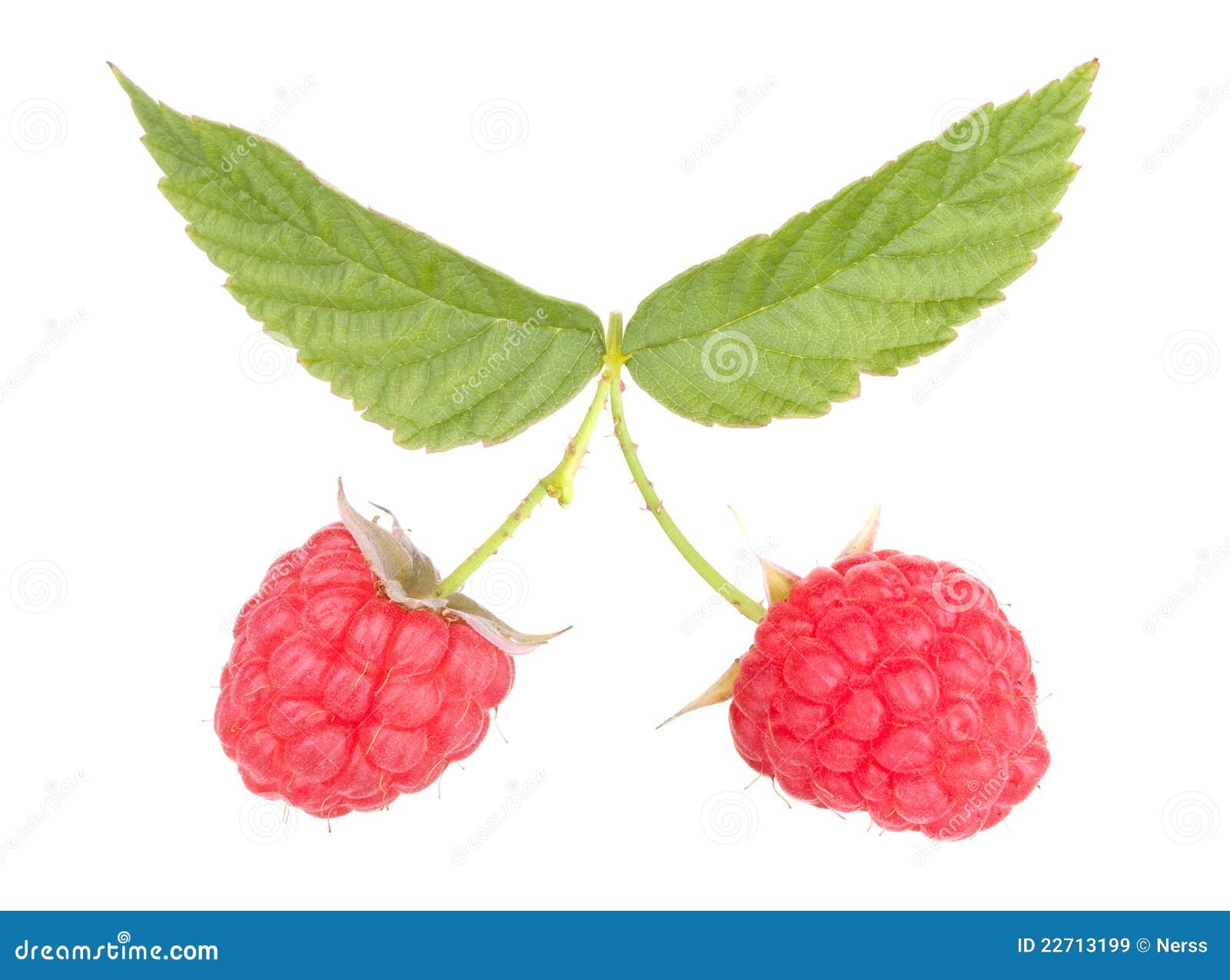 Raspberry stock image. Image of habitat, diet, edible - 22713199