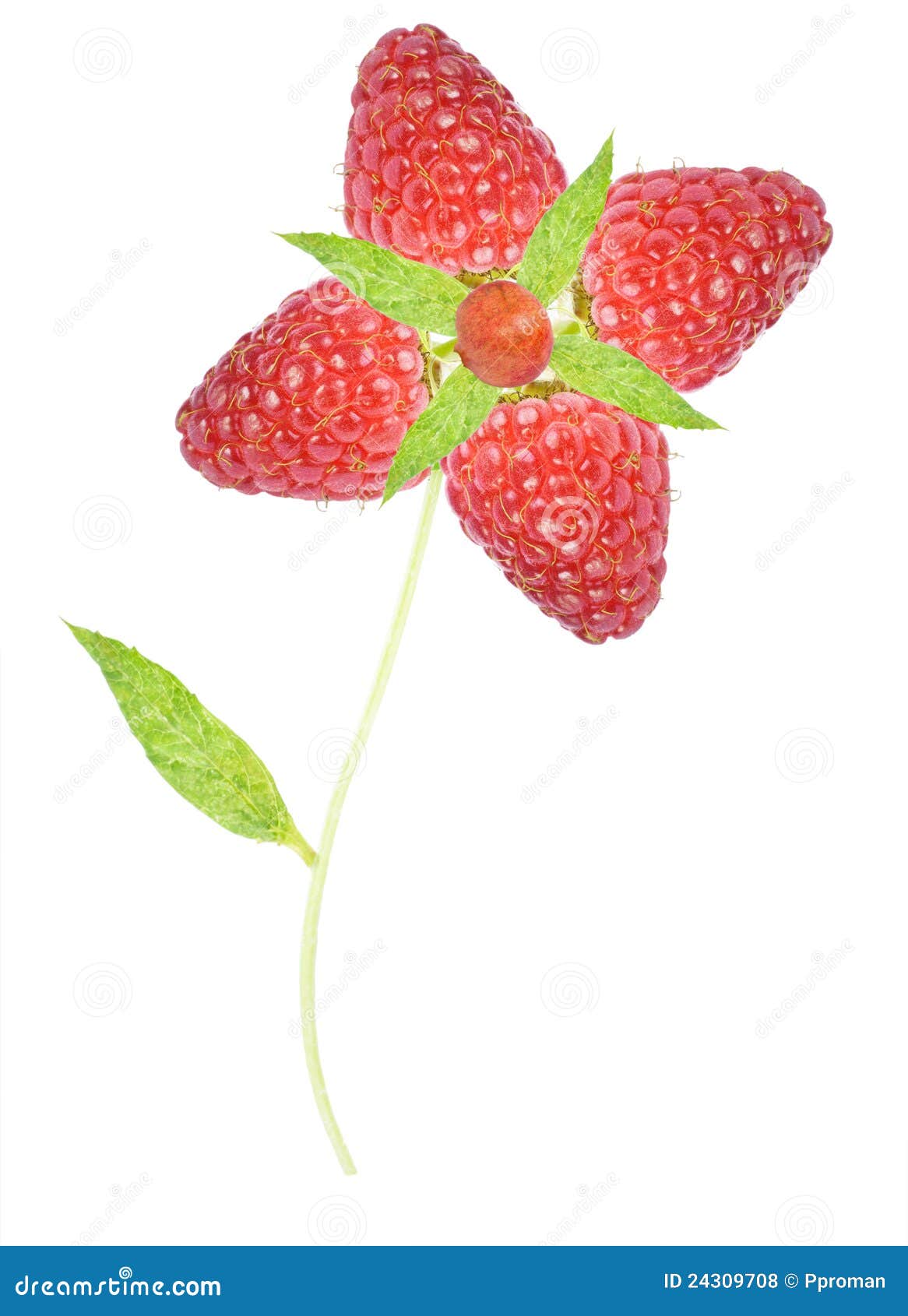 Raspberry stock photo. Image of white, isolated, abstract - 24309708
