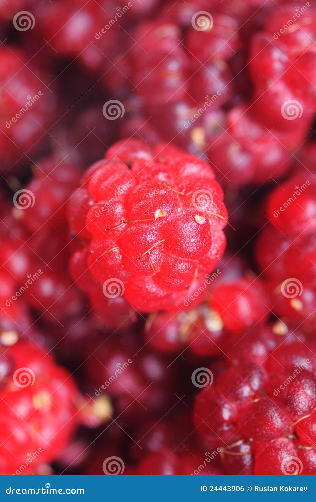 Raspberry. stock photo. Image of juicy, summer, raspberry - 24443906
