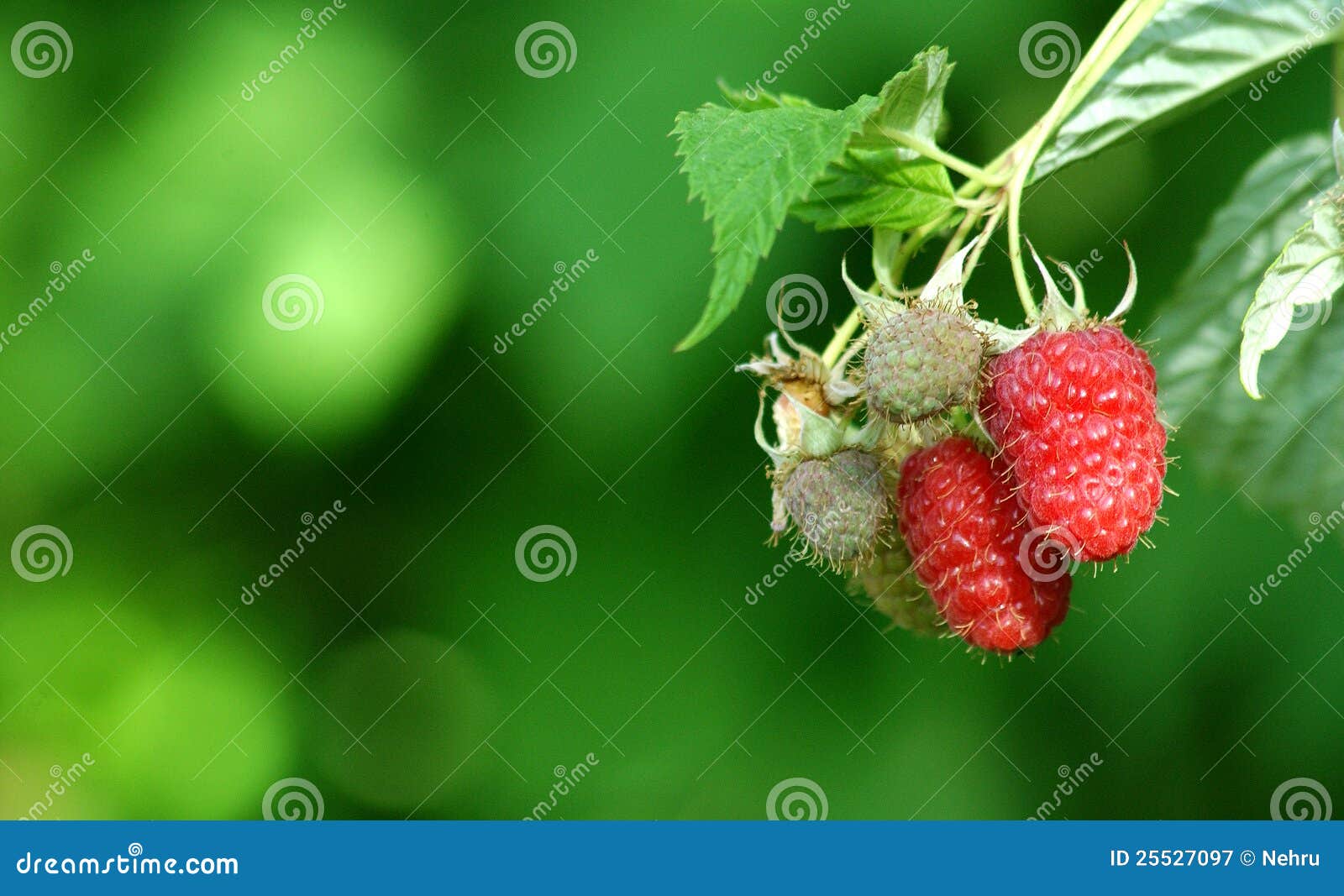 Raspberry stock image. Image of nature, branch, natural - 25527097