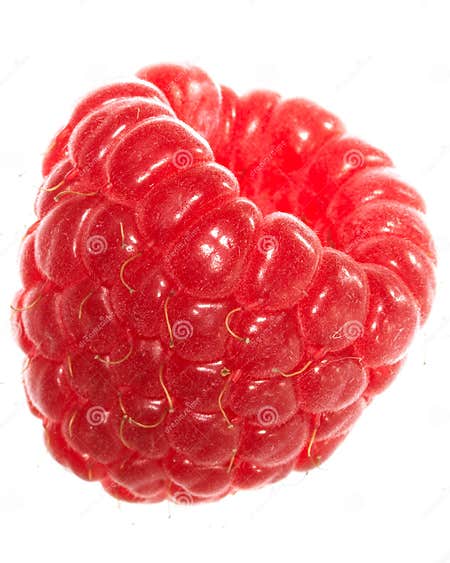 Raspberry stock image. Image of botanic, botany, isolated - 2584375