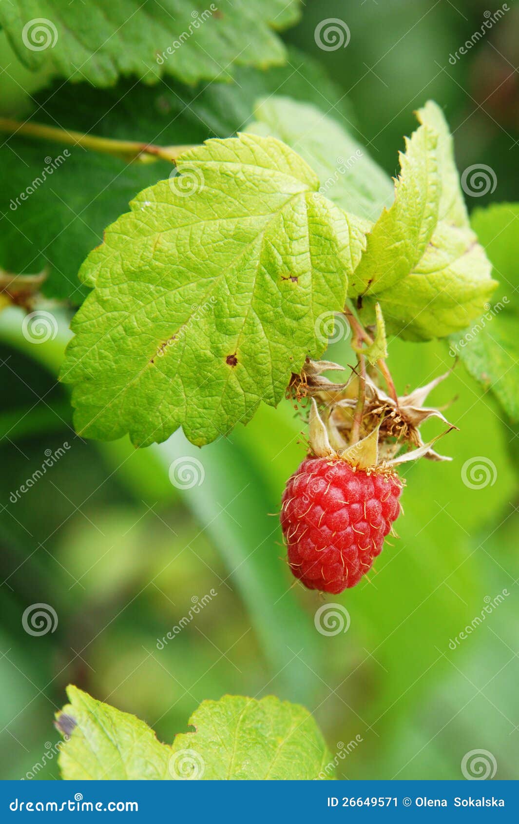 Raspberry stock image. Image of dessert, thorn, fruit - 26649571