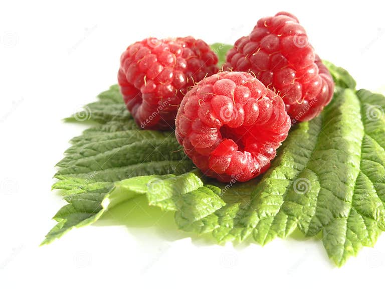 Raspberry stock photo. Image of fresh, outdoor, berries - 268678