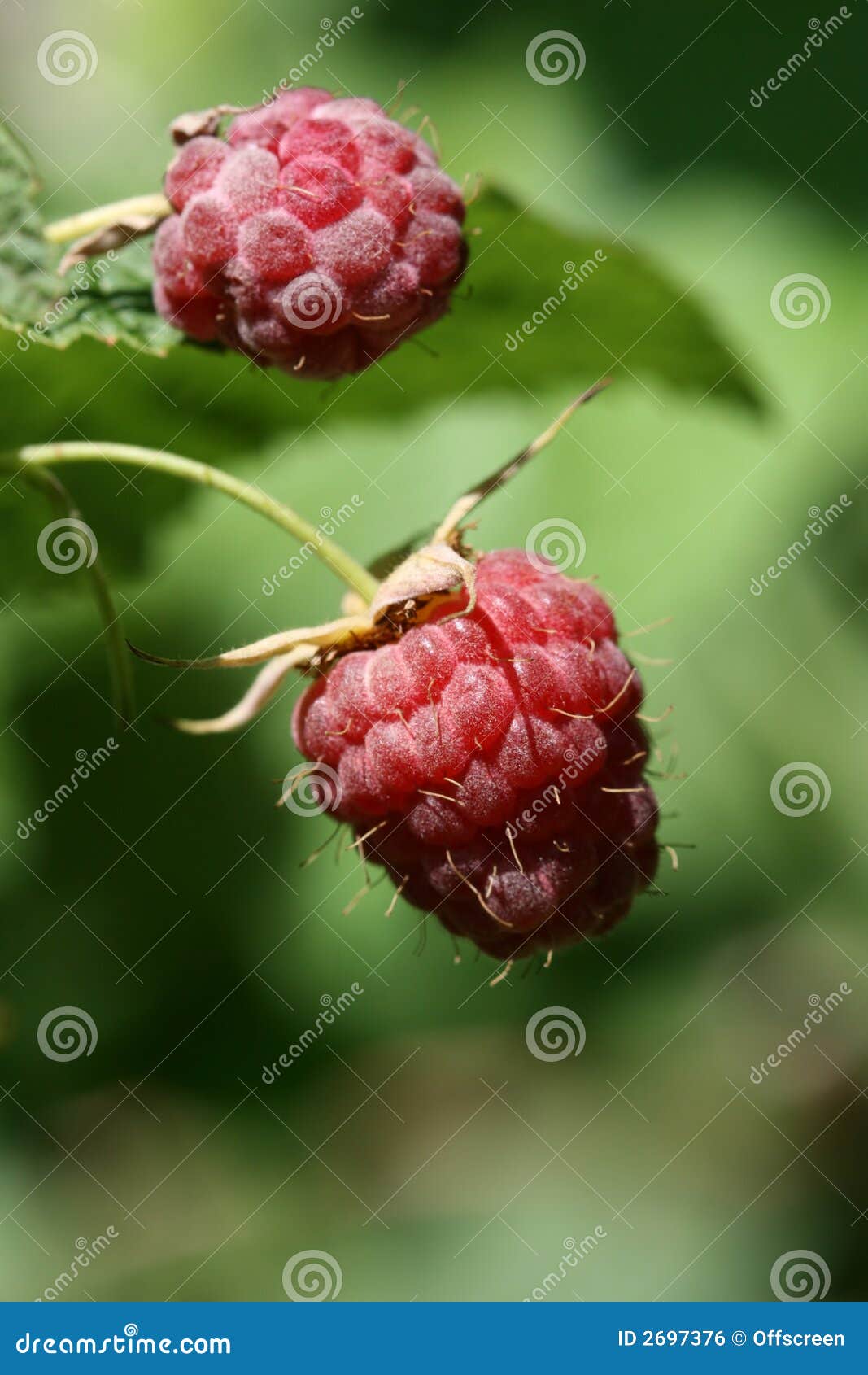 Raspberry stock photo. Image of crop, macro, food, garden - 2697376