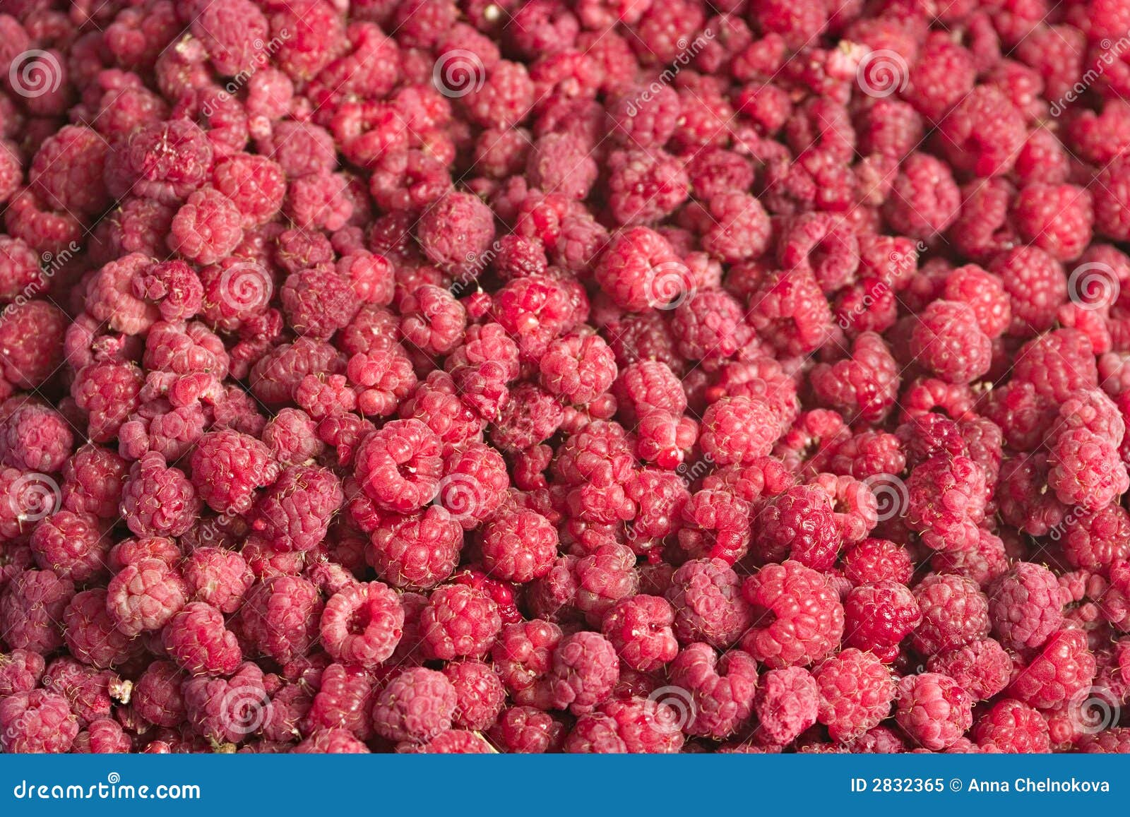 Raspberry stock image. Image of season, healthy, raspberry - 2832365