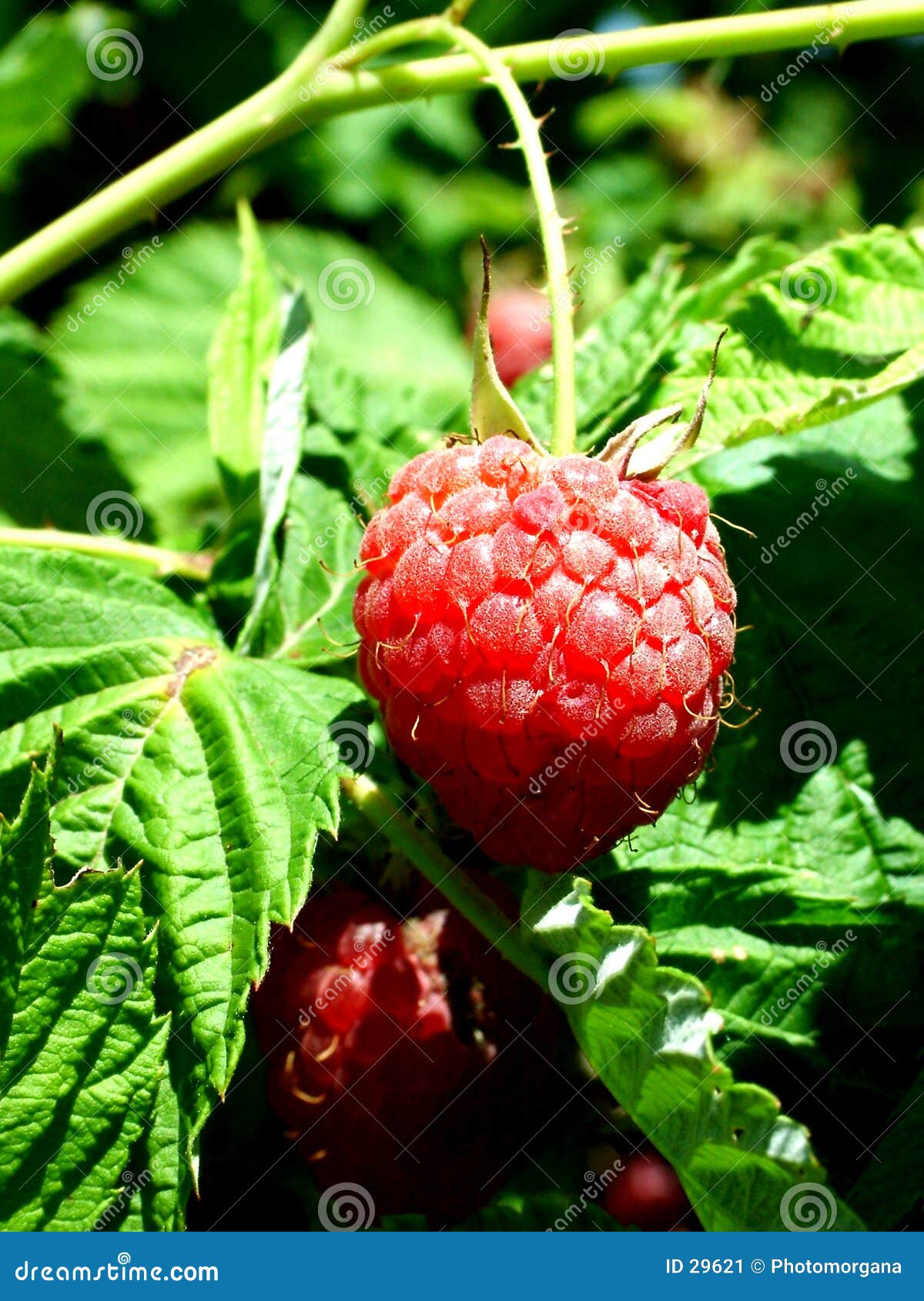 Raspberry stock image. Image of fruit, plant, cores, berry - 29621