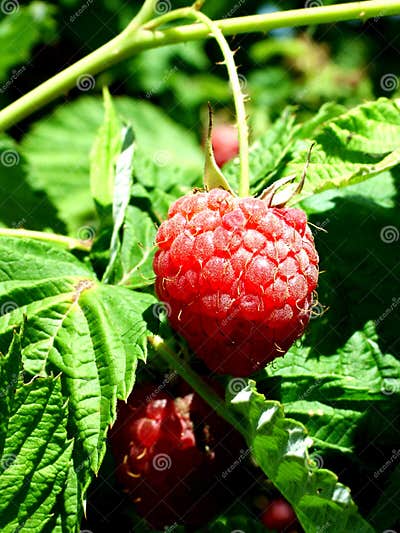 Raspberry stock image. Image of fruit, plant, cores, berry - 29621