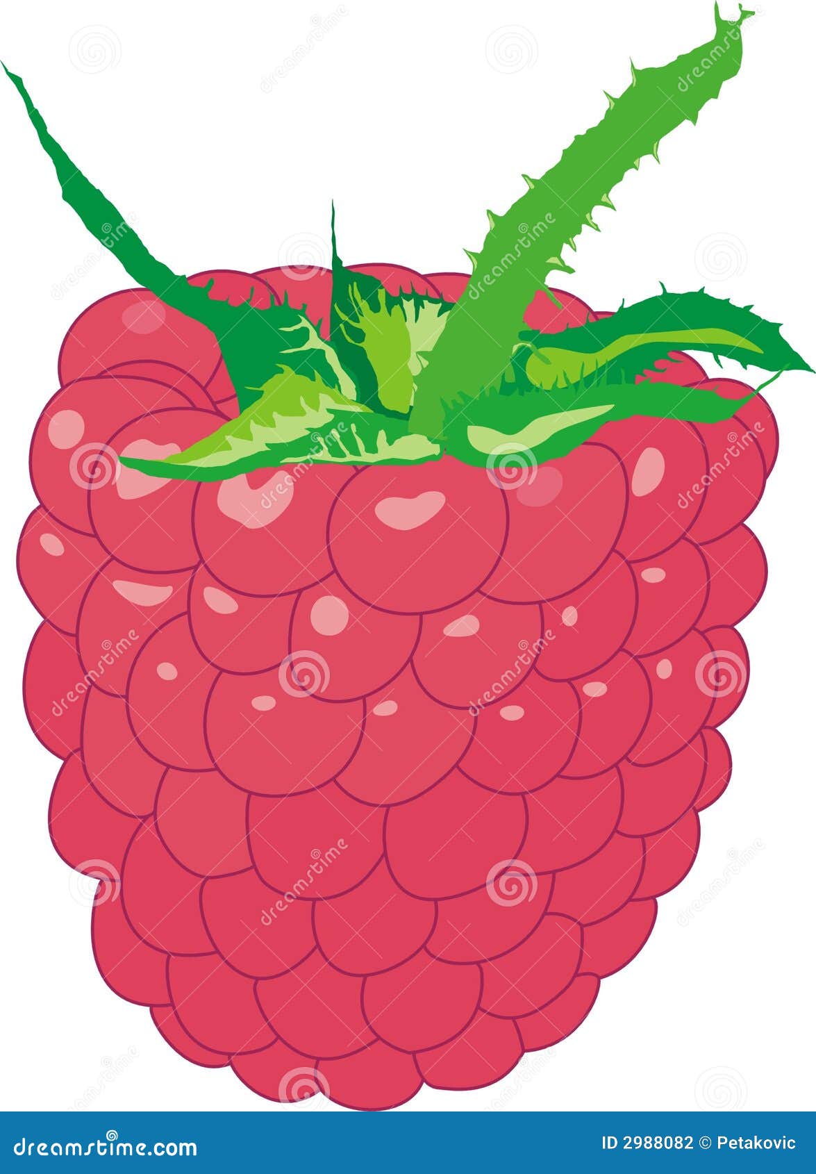 Raspberry stock vector. Illustration of healthy, raspberry - 2988082