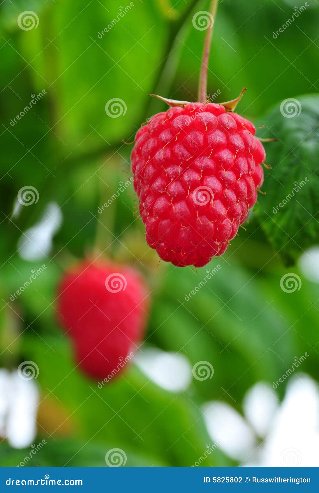 Raspberry stock photo. Image of agriculture, bush, vegetation - 5825802