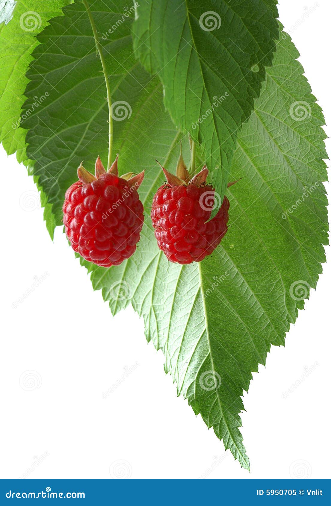 Raspberry stock image. Image of macro, green, leaf, raspberries - 5950705