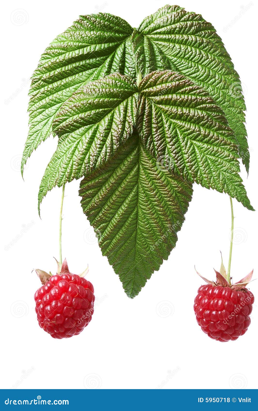 Raspberry stock photo. Image of macro, berry, green, sweet - 5950718
