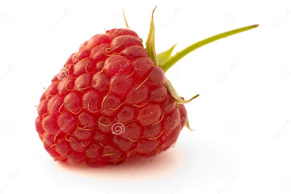 Raspberry stock photo. Image of healthy, eating, close - 6403034