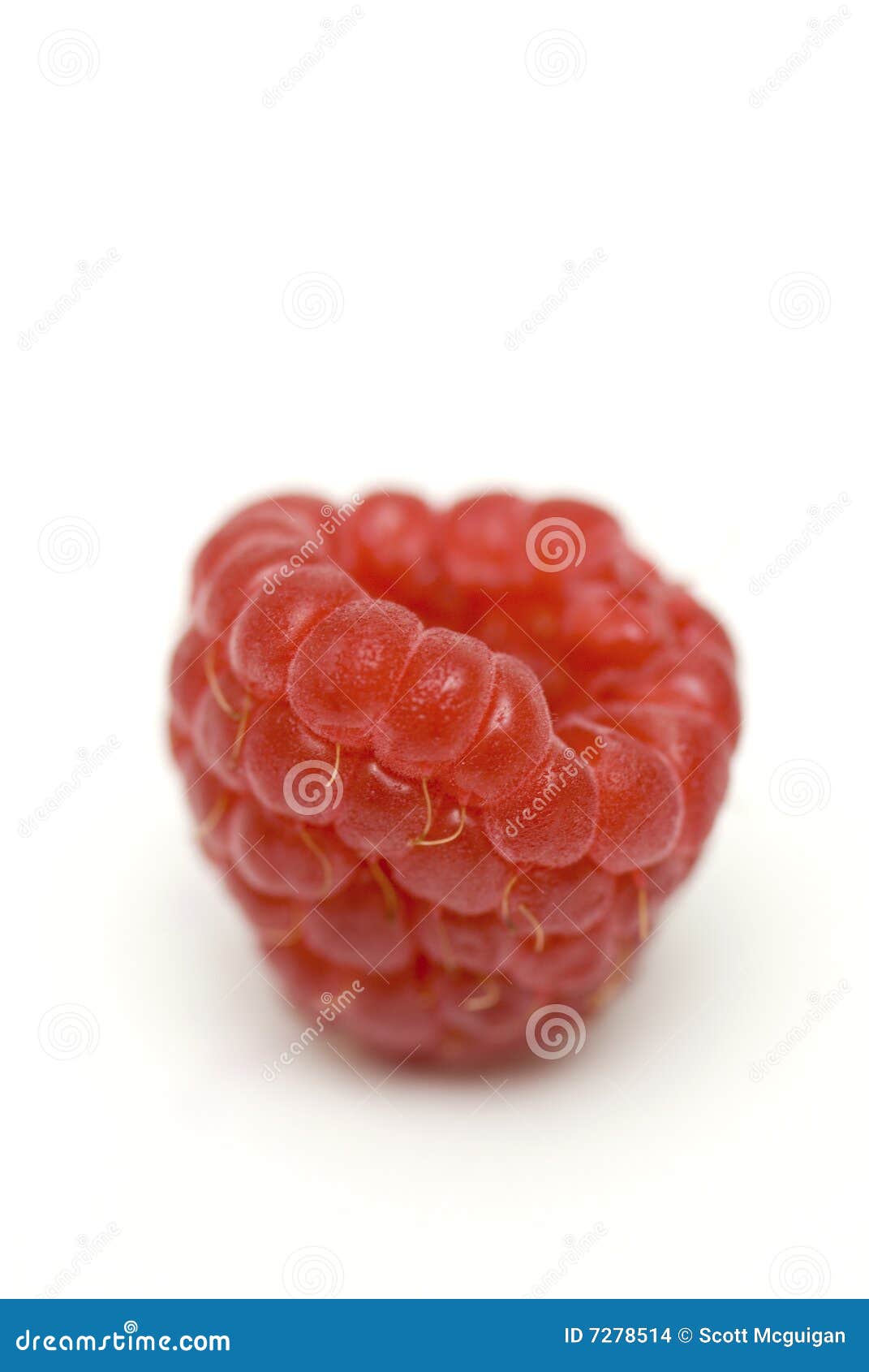 Raspberry stock photo. Image of singular, close, bumpy - 7278514