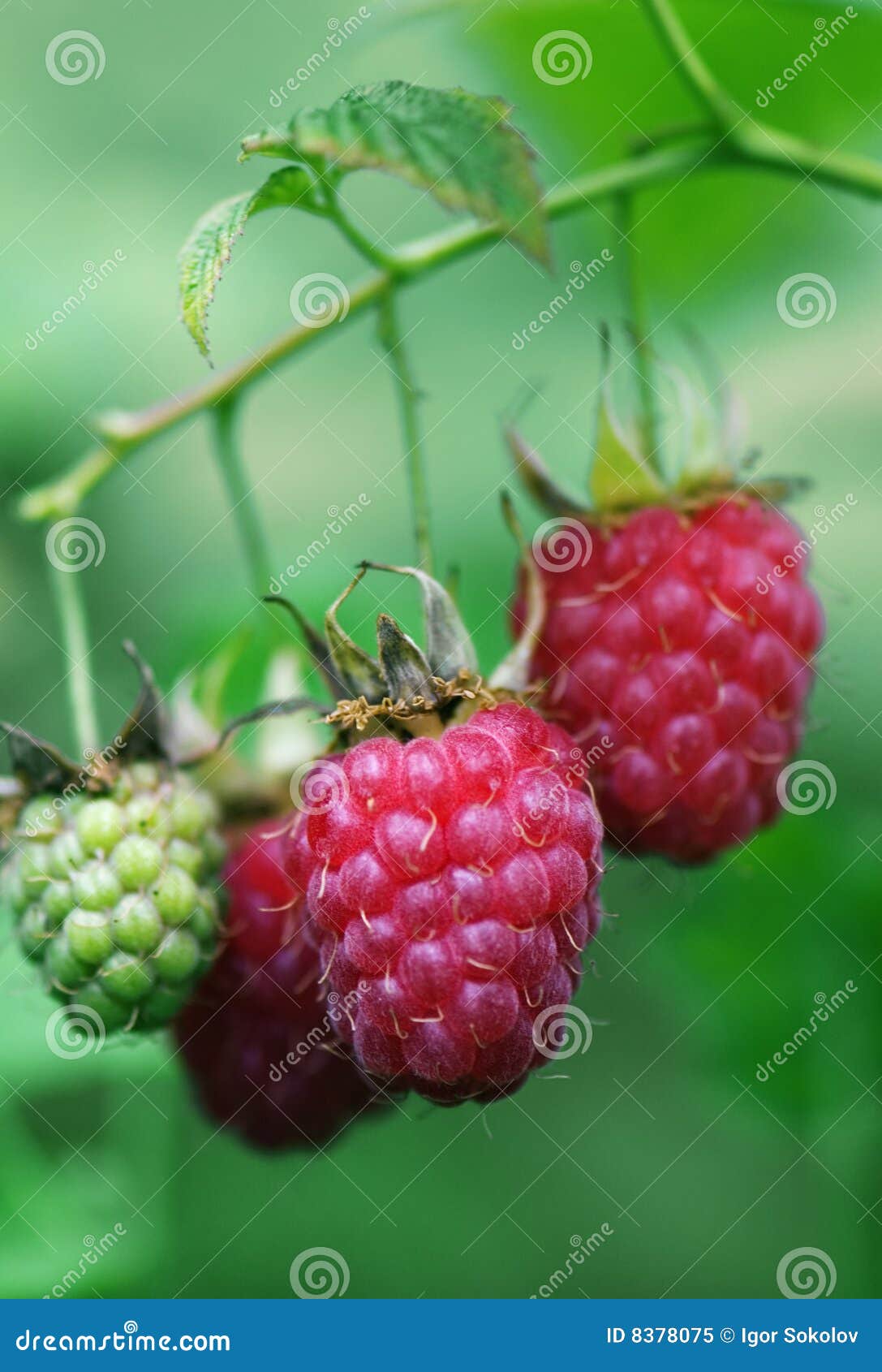 Raspberry stock image. Image of decorative, branch, botanical - 8378075