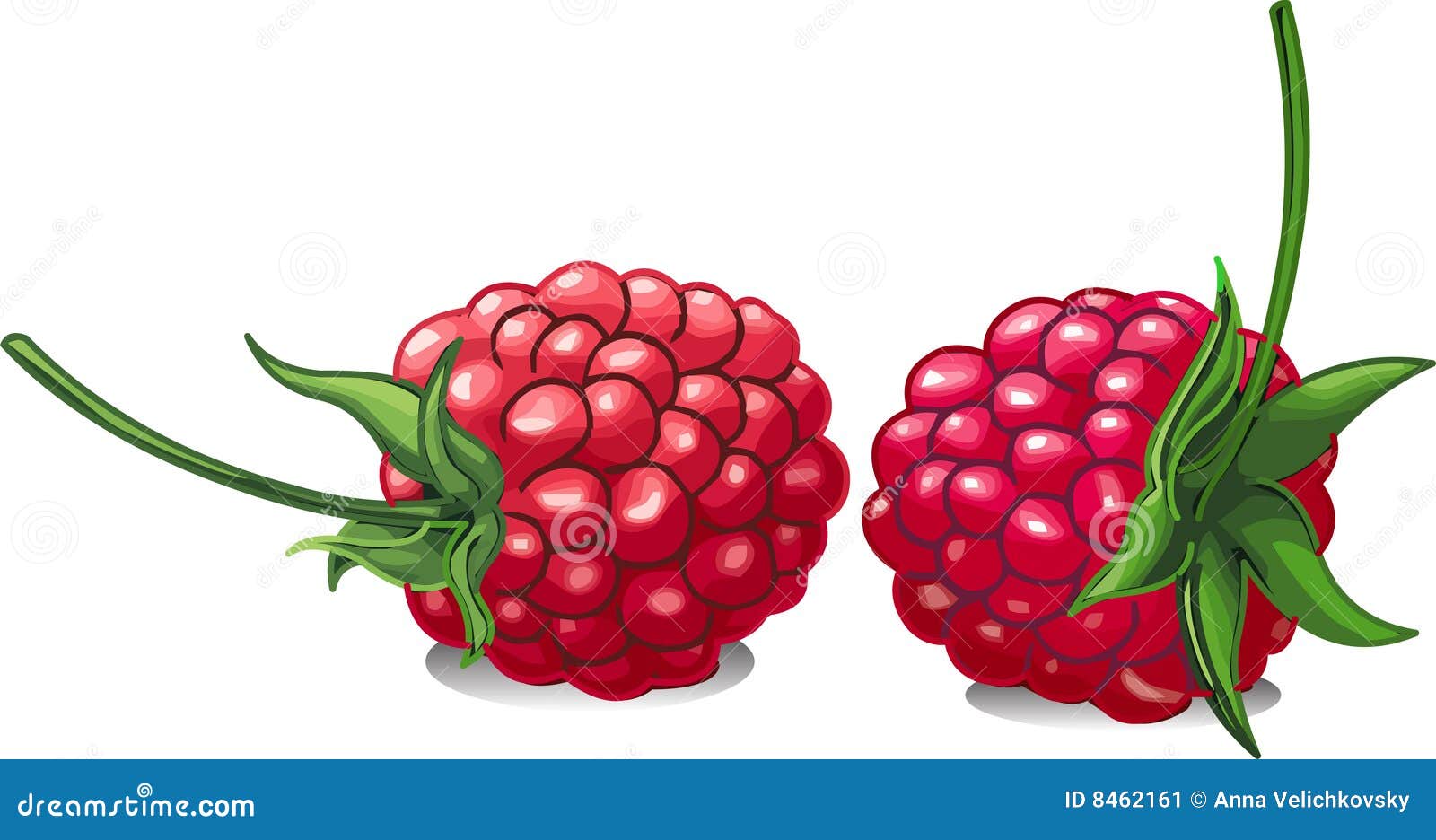 Raspberry stock vector. Illustration of berry, green, fruit - 8462161