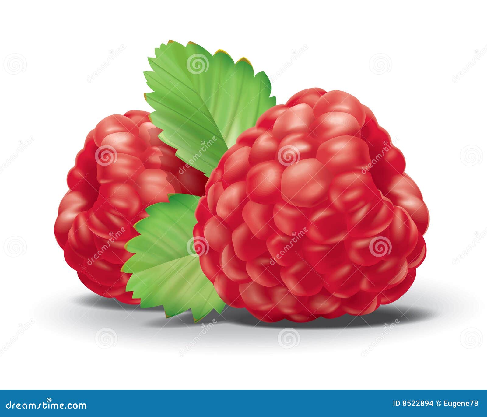 Raspberry stock vector. Illustration of plants, juice - 8522894