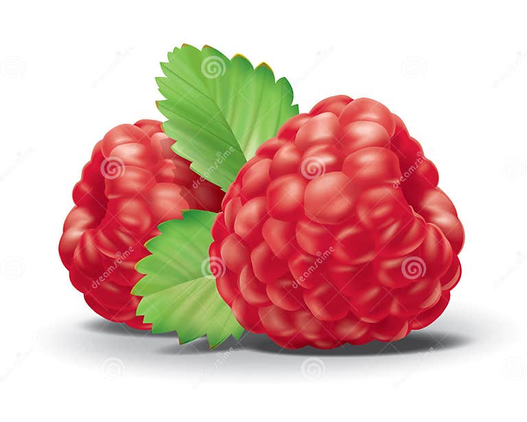 Raspberry stock vector. Illustration of plants, juice - 8522894