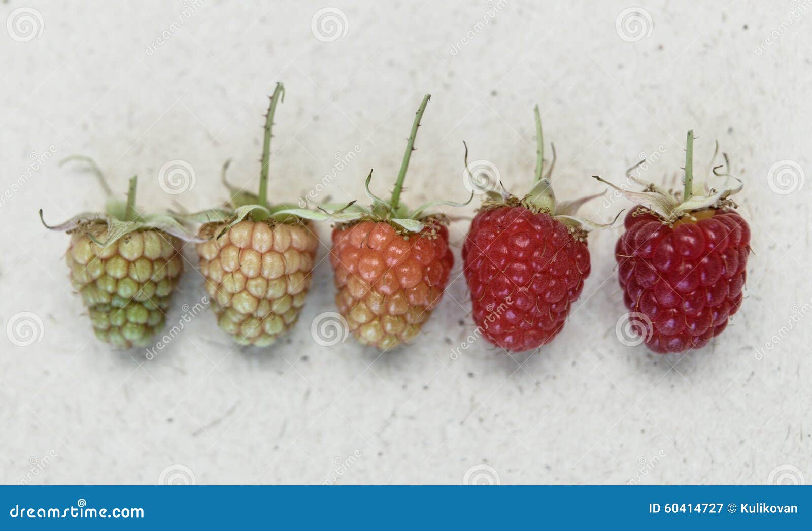 Raspberry Background. Different Kind of Ripeness of Raspberry Stock ...