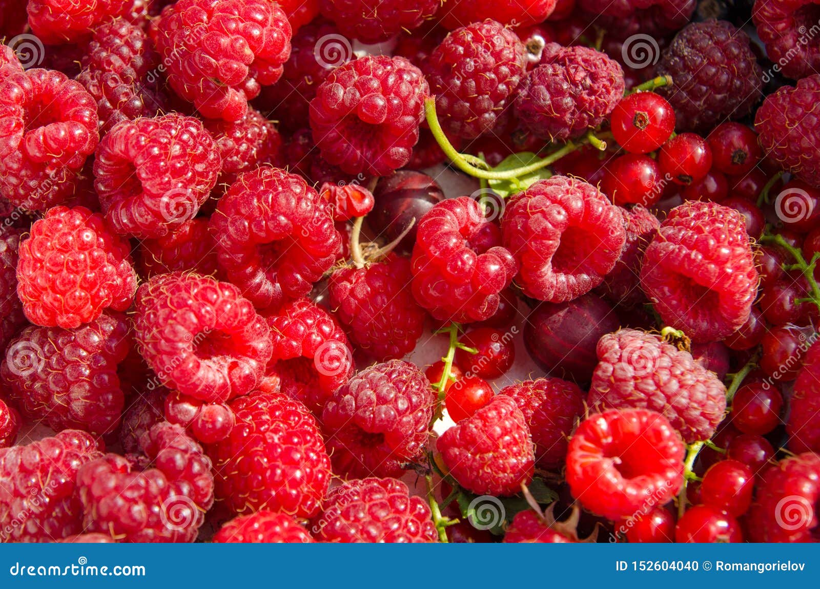 Raspberry background stock photo. Image of bright, fresh - 152604040