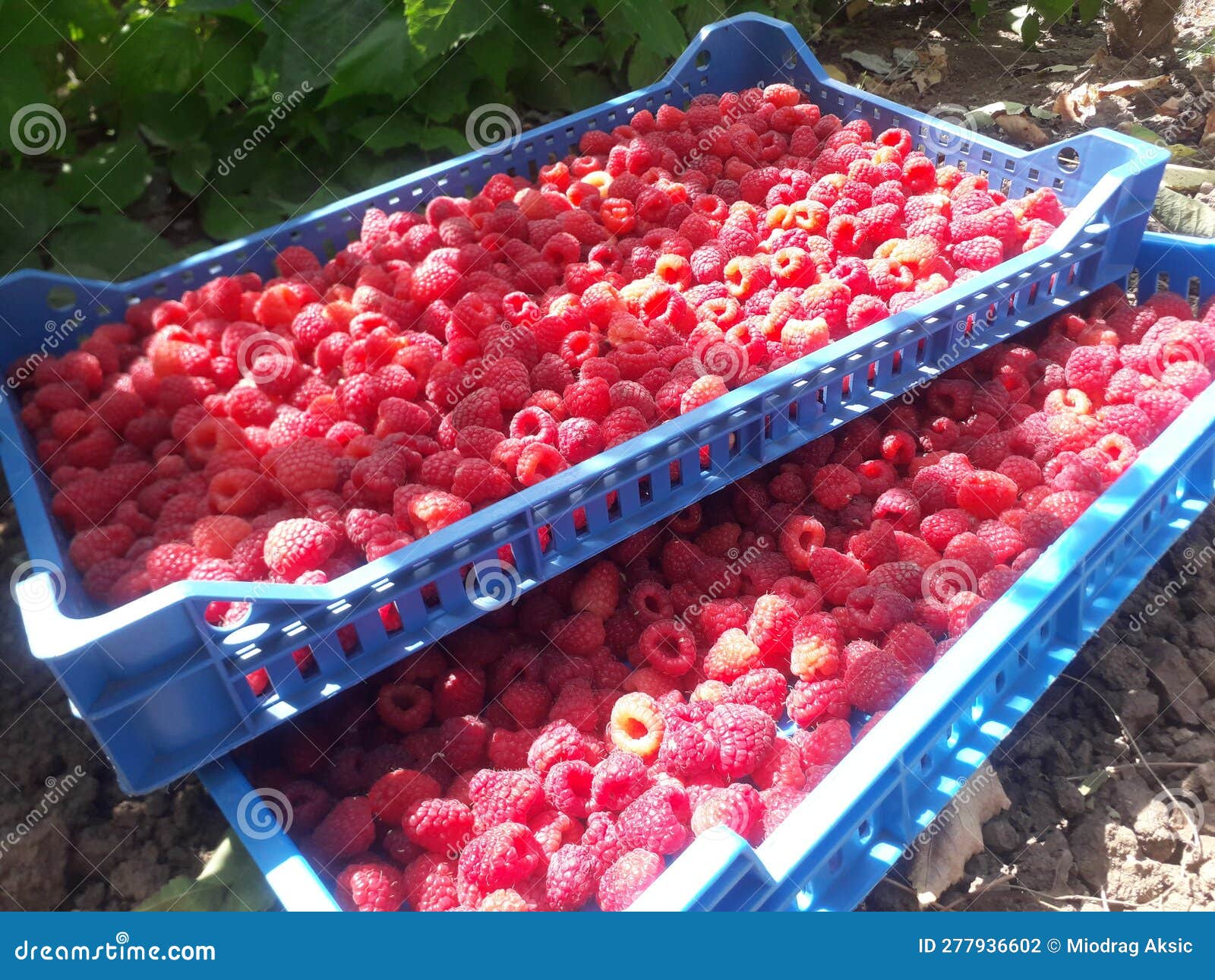 Raspberry backyard fruit stock photo. Image of fruit - 277936602