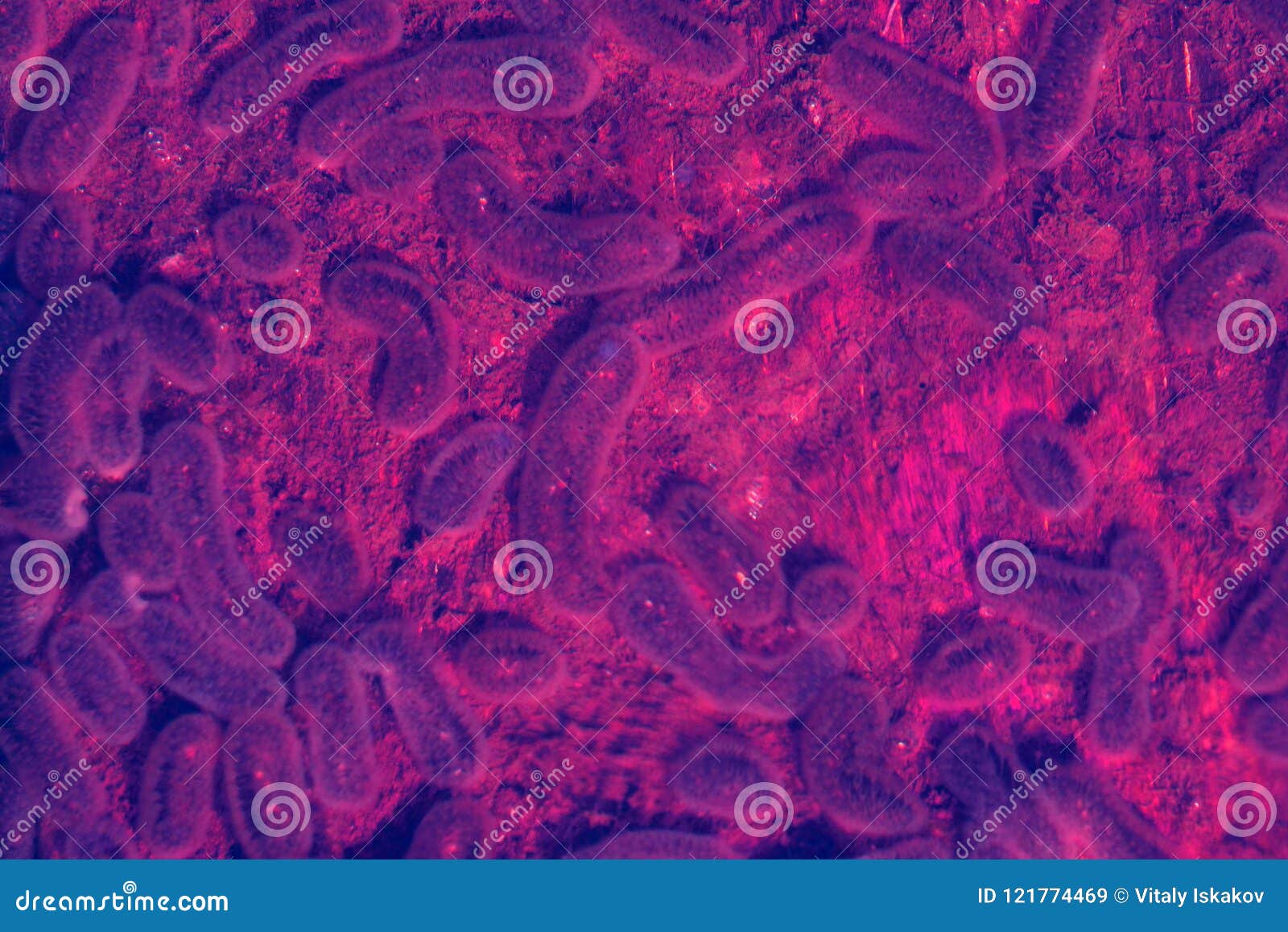 Raspberry Bacteria Microbes and Bacterial Colonies Affect a Healthy ...