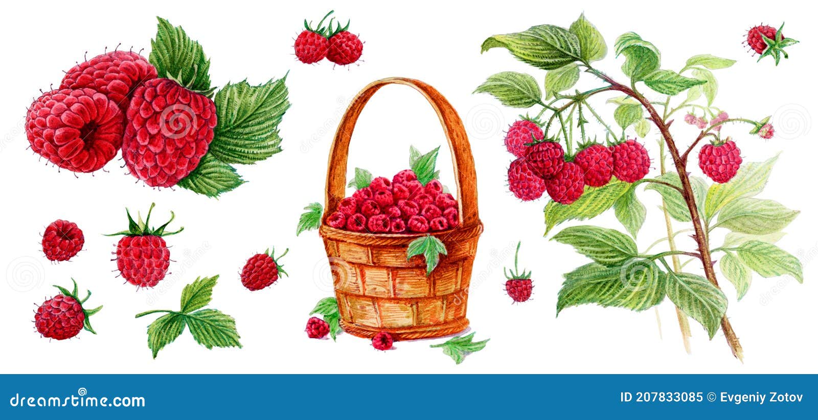 Raspberry in a Basket, Raspberry with a Leaf, Raspberry on a Branch ...