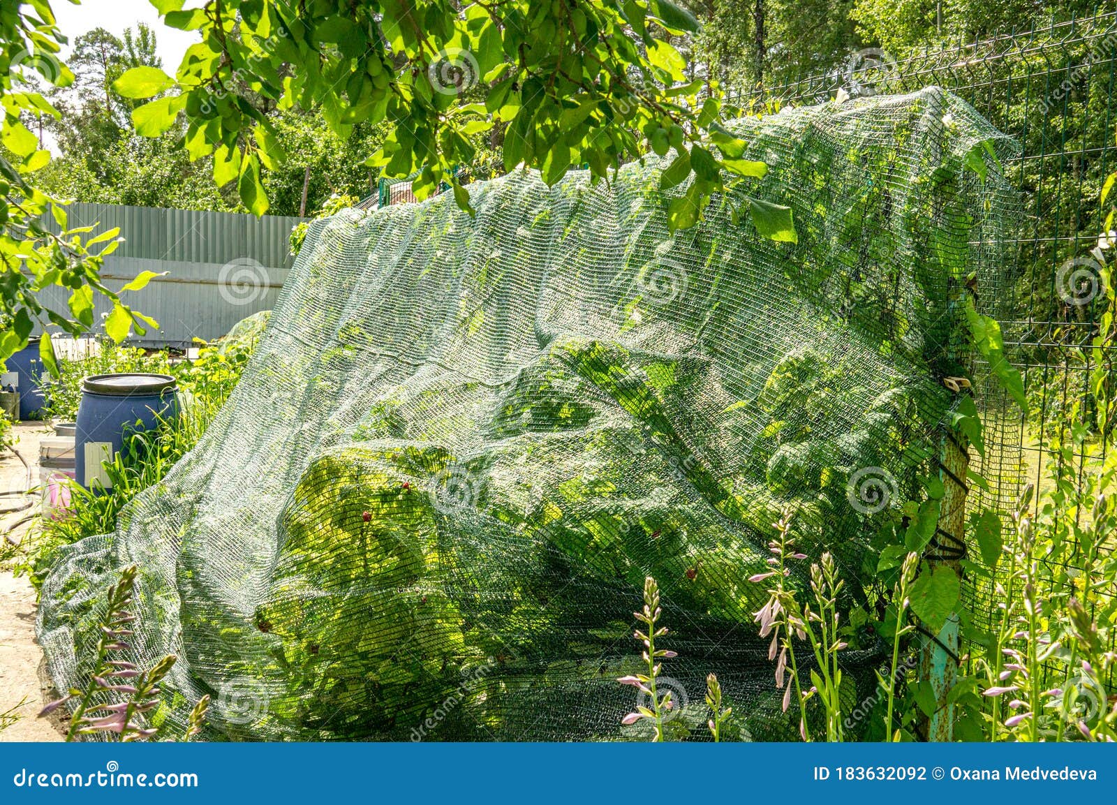 Raspberry Bed is Covered with a Protective Net from Birds. Protection ...