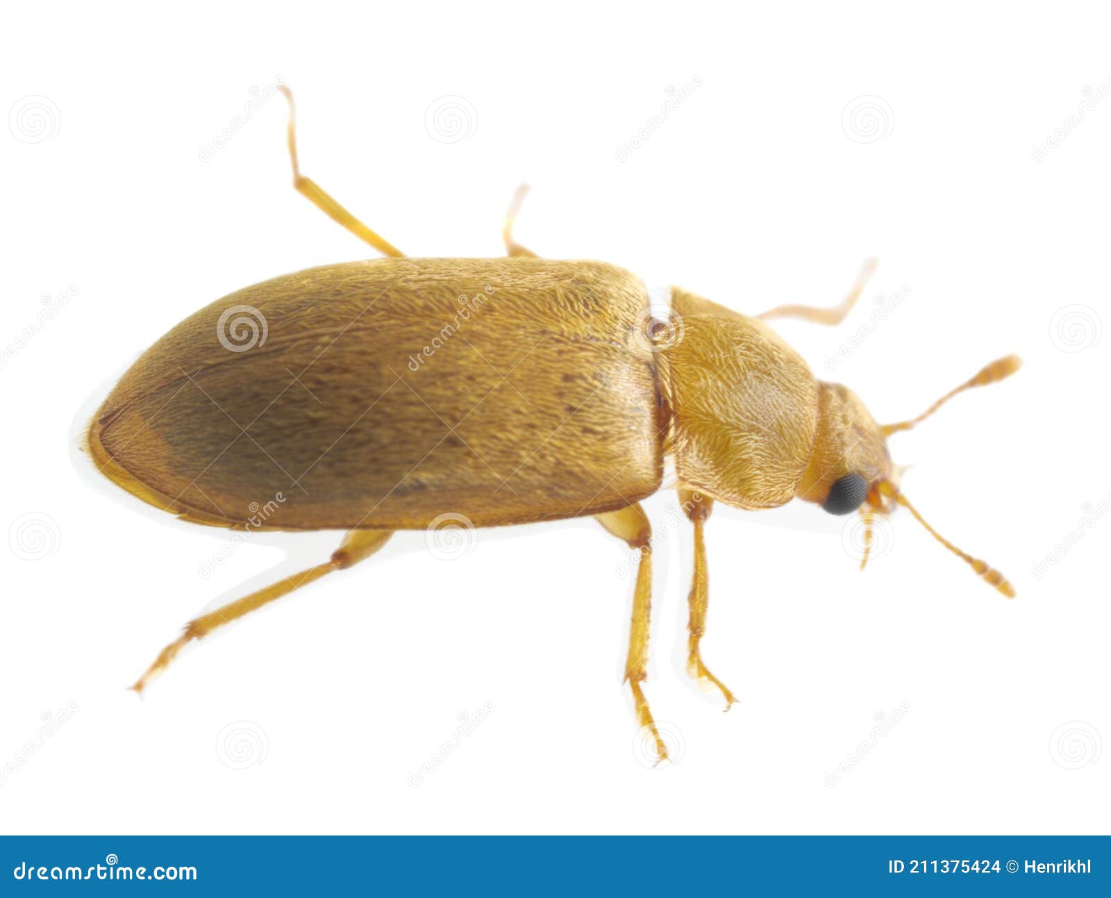 Raspberry Beetle, Byturus Tomentosus Isolated on White Background Stock ...
