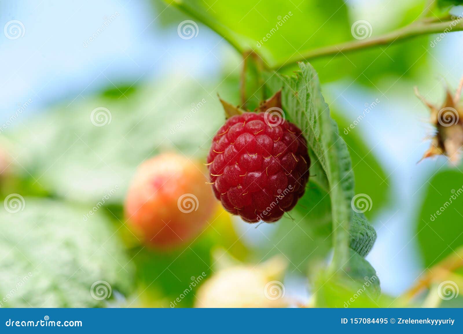 Raspberry stock image. Image of nature, macro, bunch - 157084495