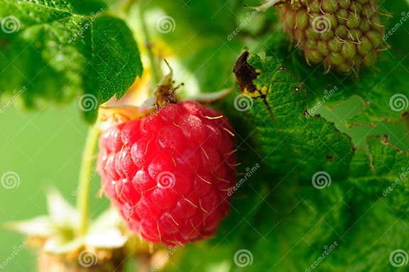Raspberry on a Branch with Green Leafs Stock Photo - Image of season ...