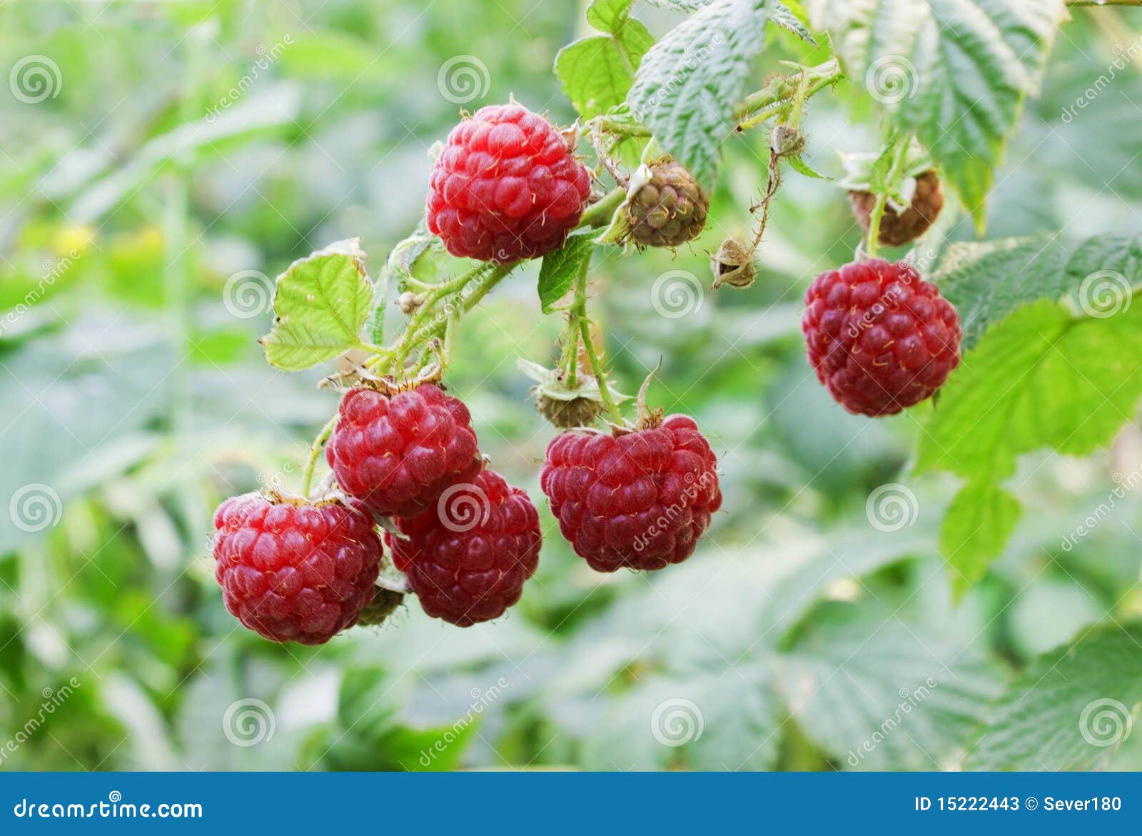 Raspberry berries stock image. Image of ramus, bough - 15222443