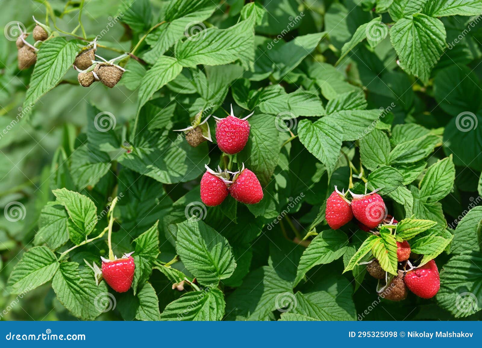 Raspberry Berries Grow on a Bush in a Flower Bed. Stock Photo - Image ...