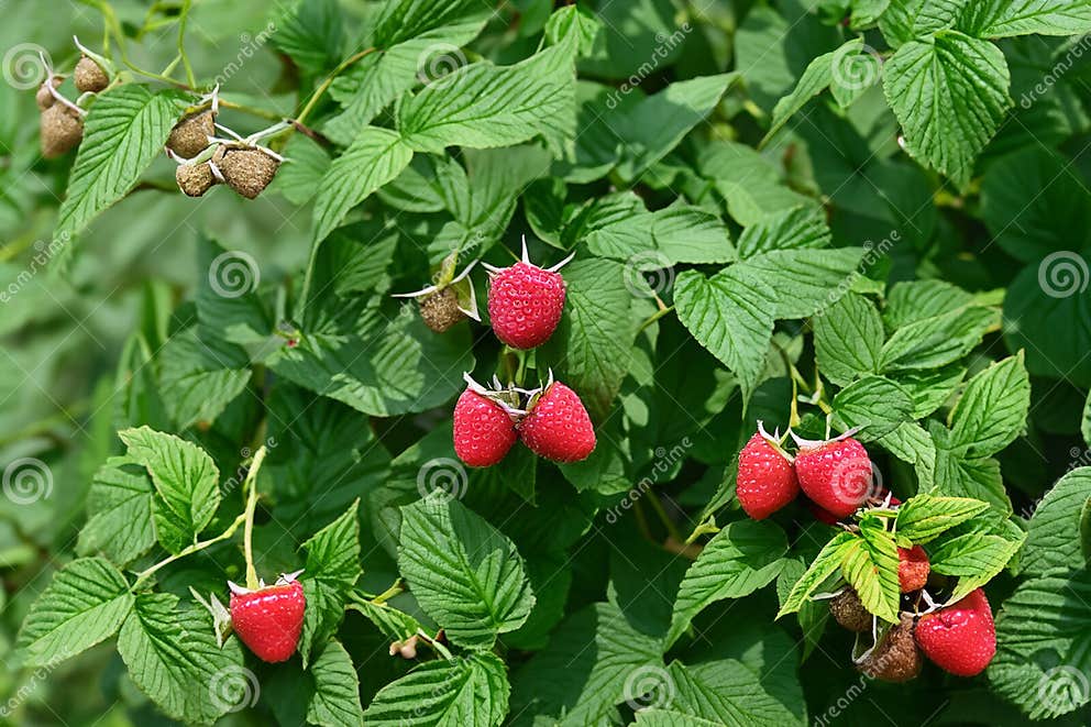 Raspberry Berries Grow on a Bush in a Flower Bed. Stock Photo - Image ...