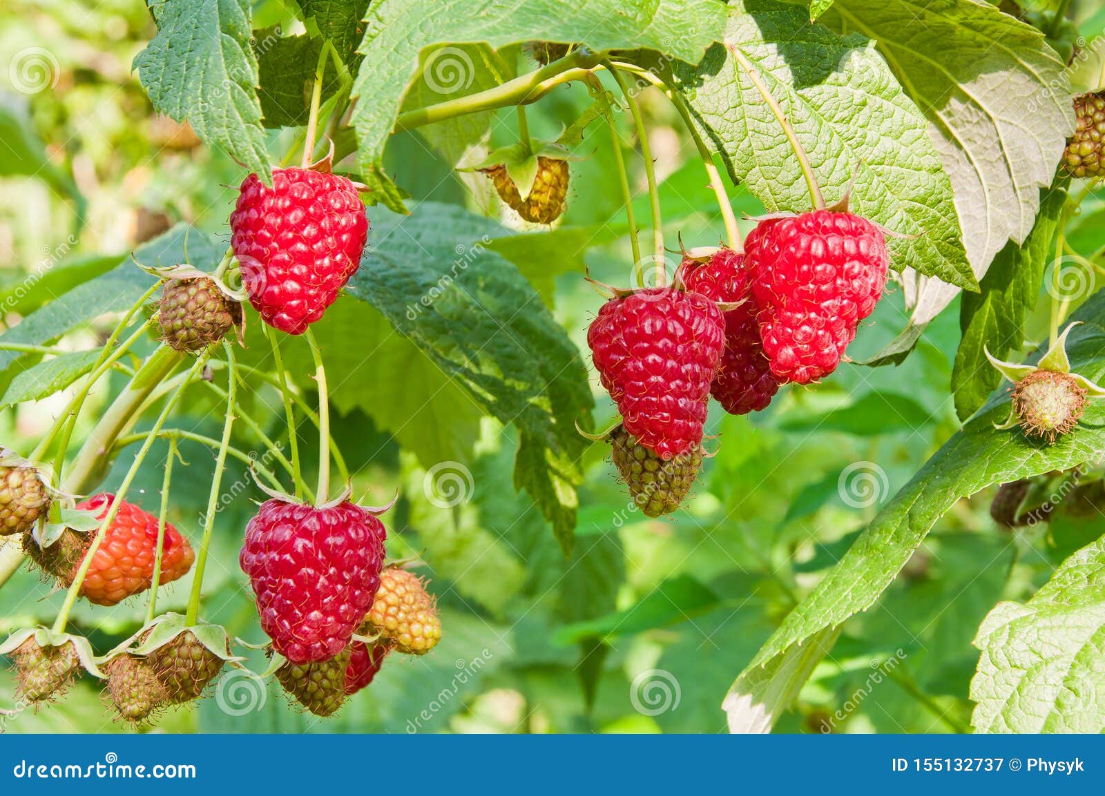 Raspberry Berries are Lit by the Sun on the Branches in the Garden ...