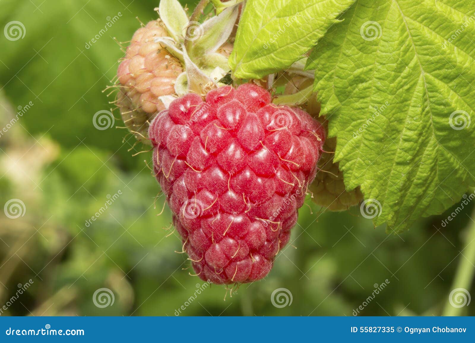 Raspberry stock image. Image of nature, branch, green - 55827335