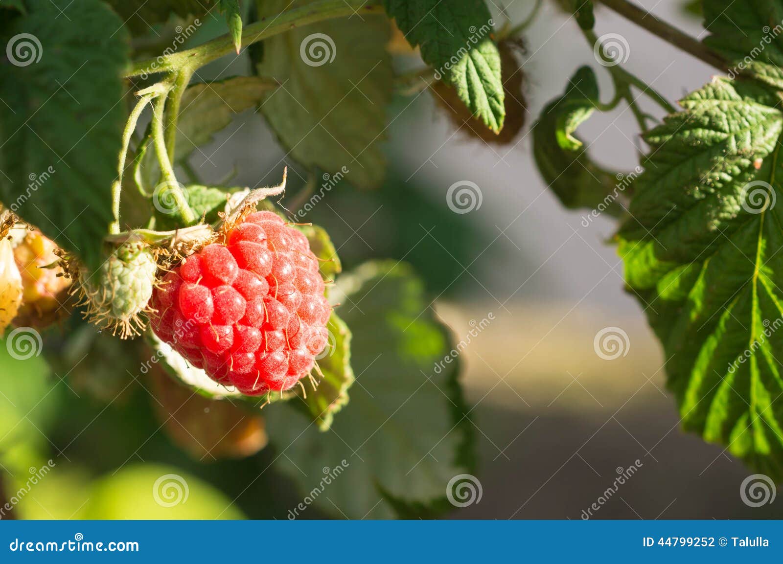 Raspberry Berry on a Branch Shined with the Sun Stock Photo - Image of ...