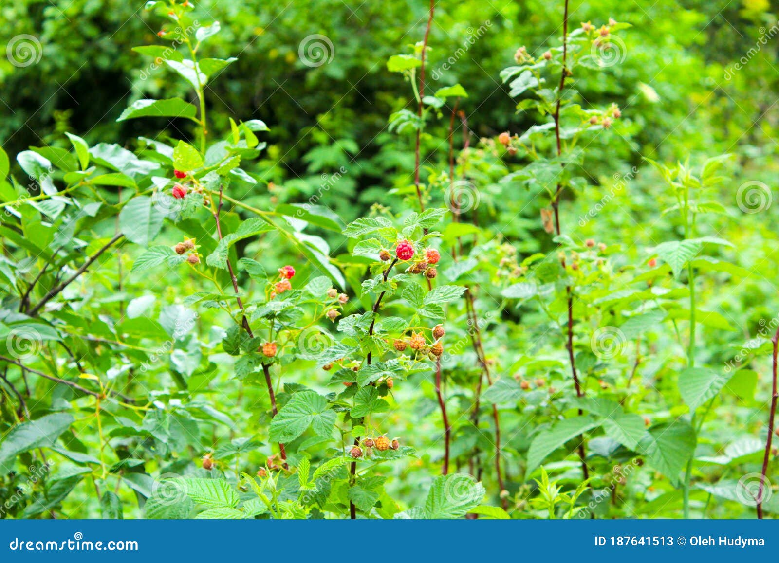 Raspberry Berry Bushes with Red Berry on the Branches Stock Image ...