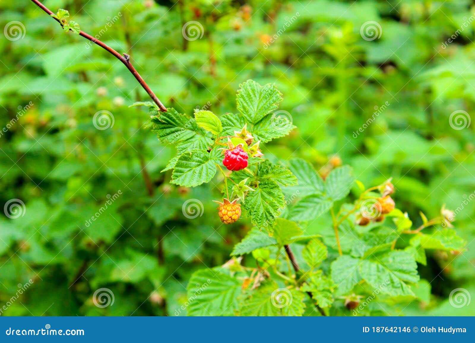 Raspberry Berry Bushes with Red Berry on the Branches Stock Photo ...