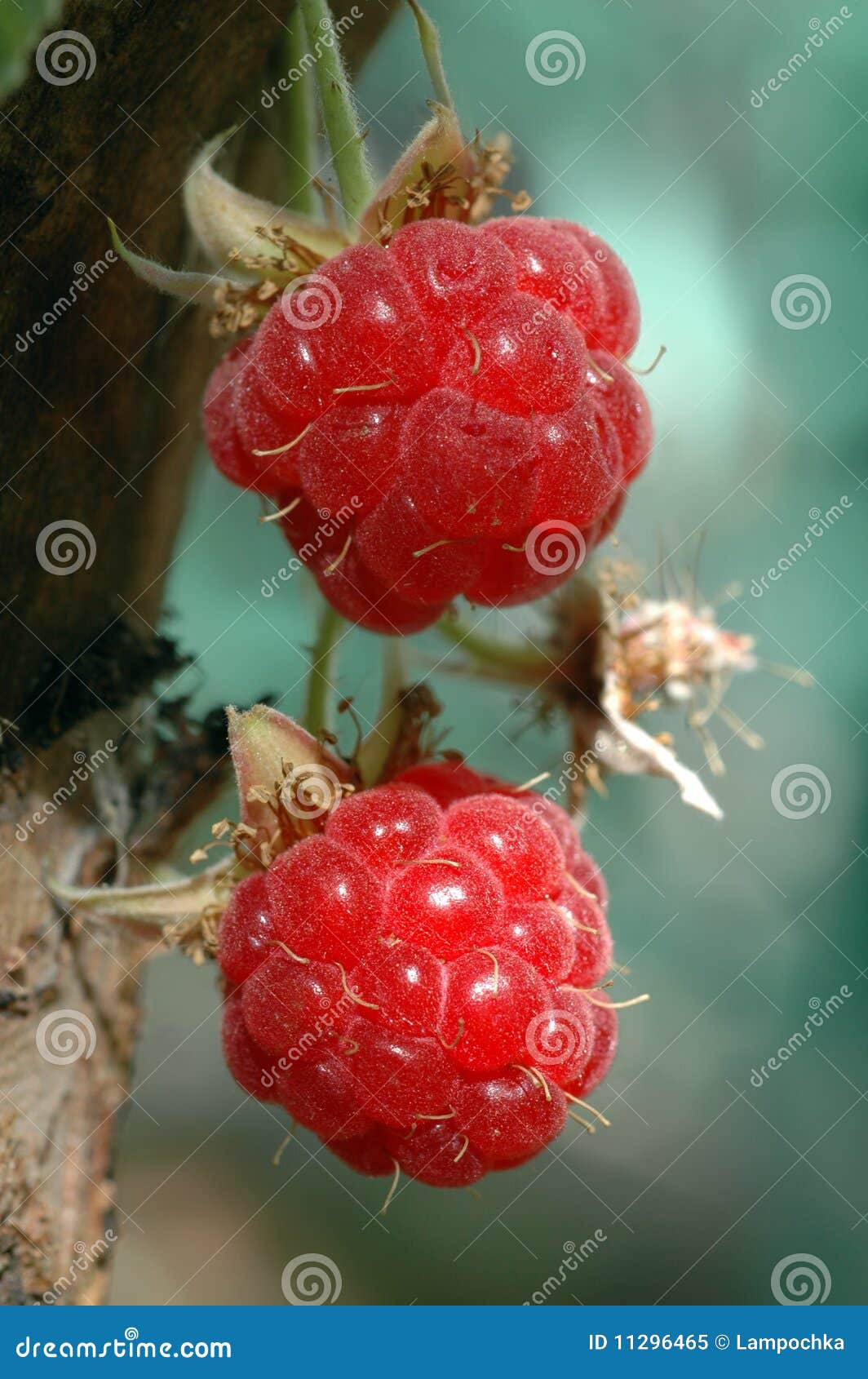 Raspberry berry close-up stock image. Image of fruit - 11296465