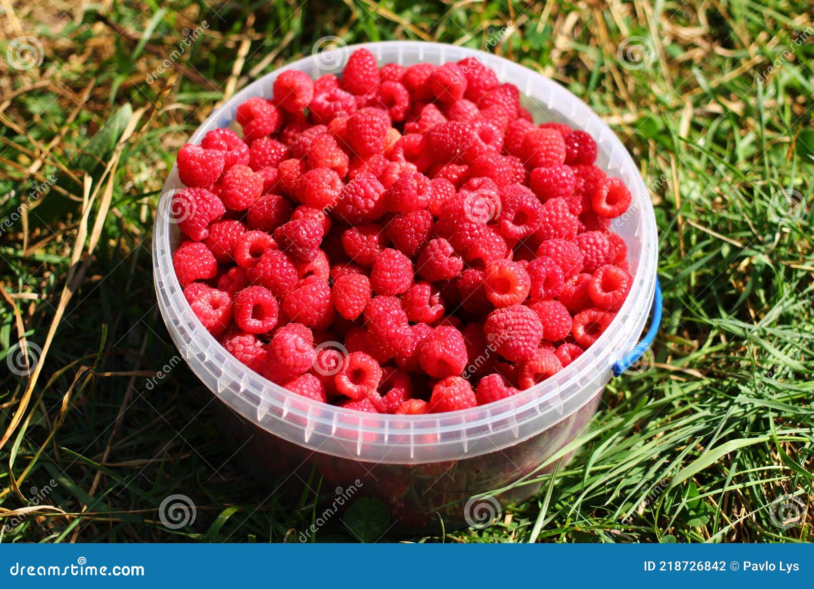 Raspberry Berry in a Container on the Grass Stock Photo - Image of ...