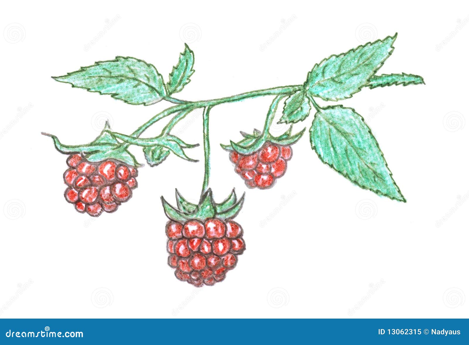 Raspberry Berry Sketch, Garnet Stock Illustration - Illustration of ...