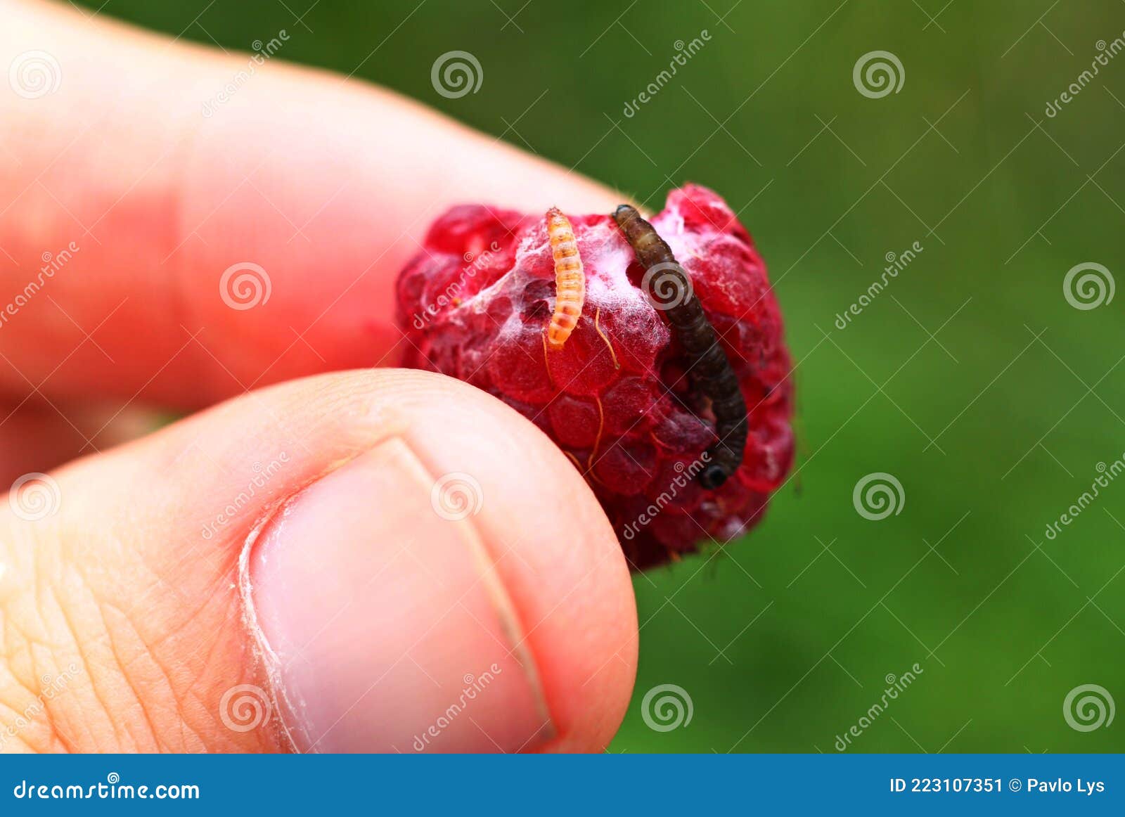 Raspberry Berry with Worm Closeup Stock Image - Image of ghost ...