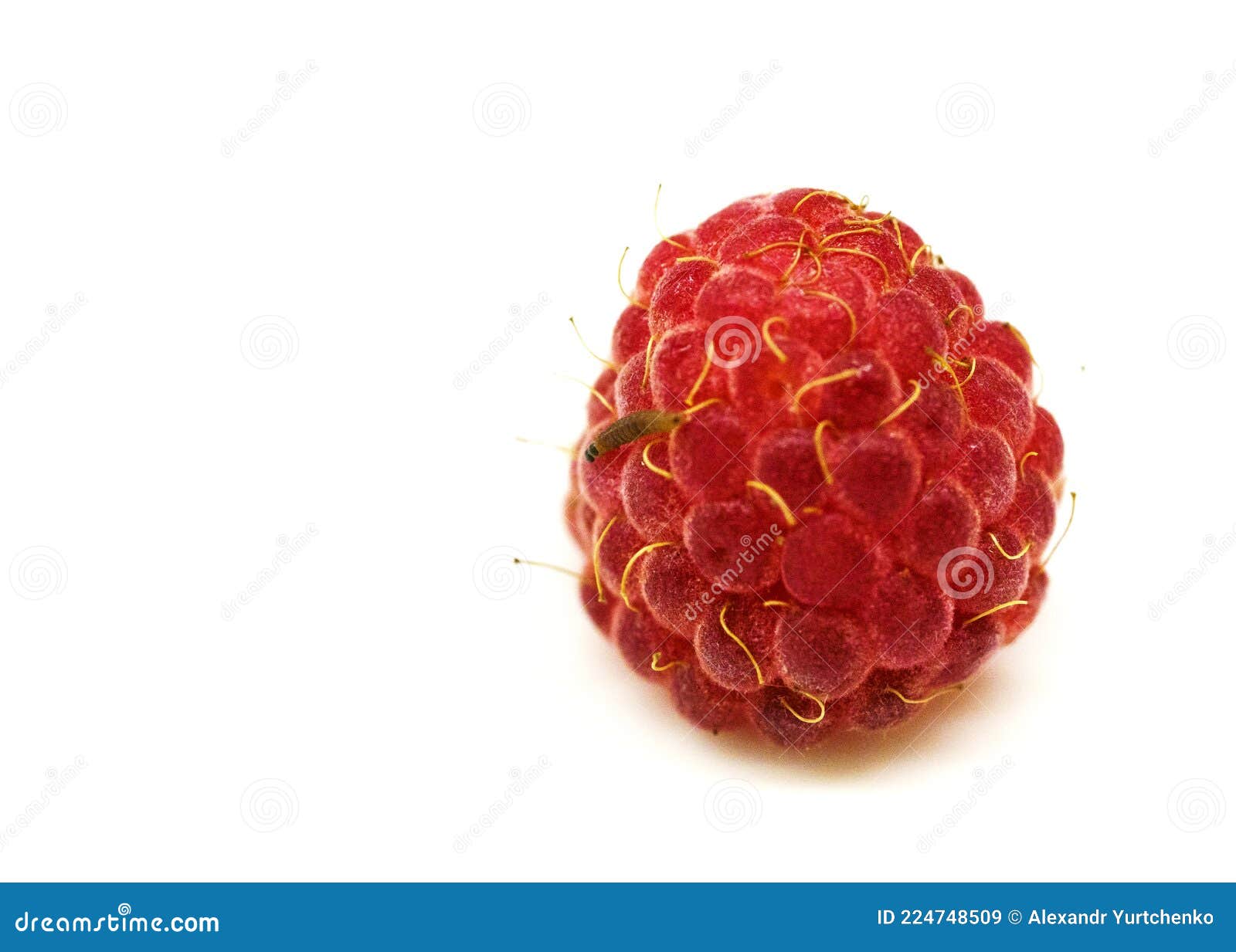 Raspberry Berry with a Worm Stock Image - Image of botanical, crawl ...