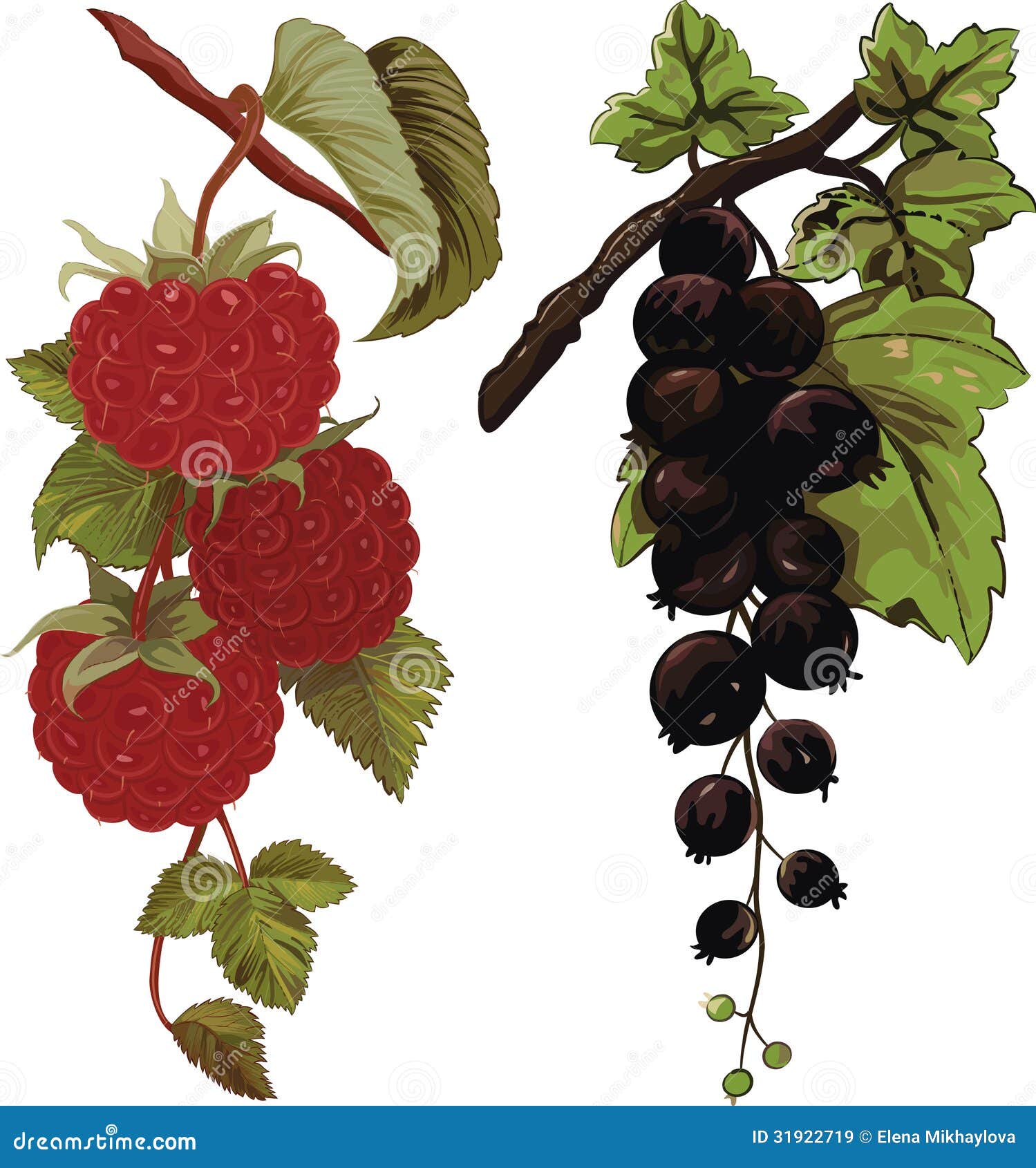 Black Currant Vector Drawing. Isolated Berry Branch Sketch On Wh ...