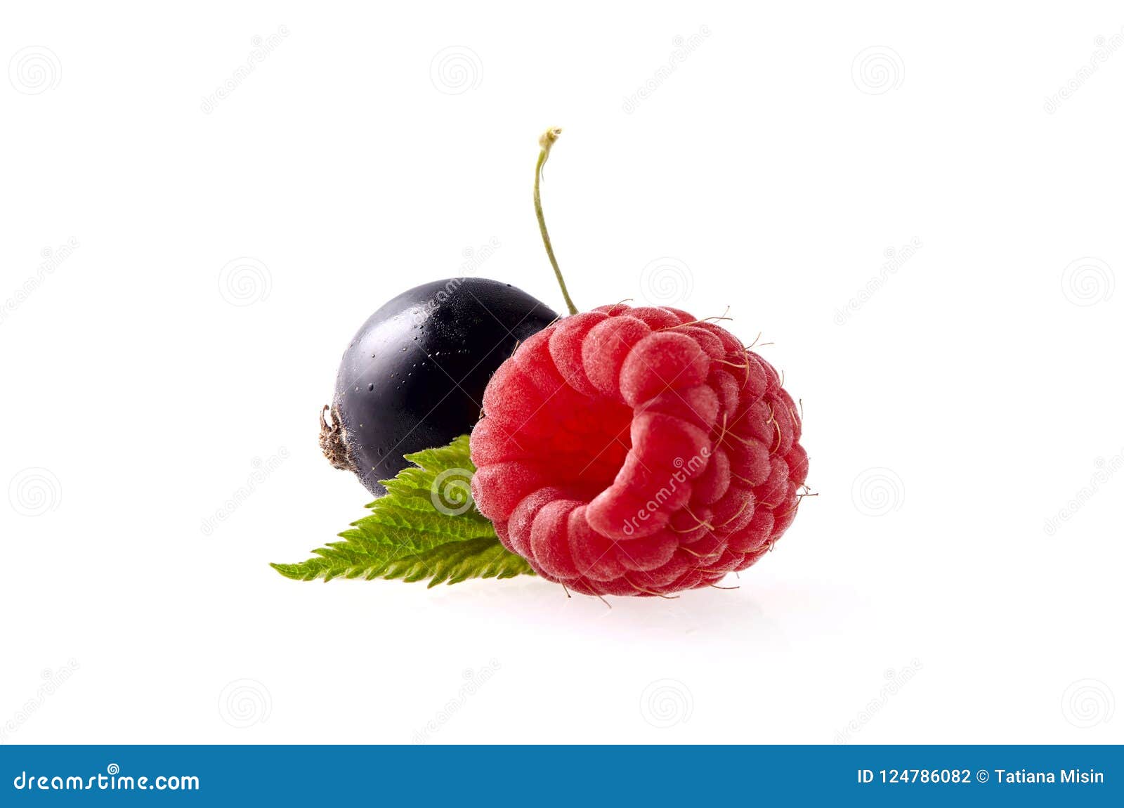 Raspberry and Black Currant Isolated on White Background Stock Photo ...