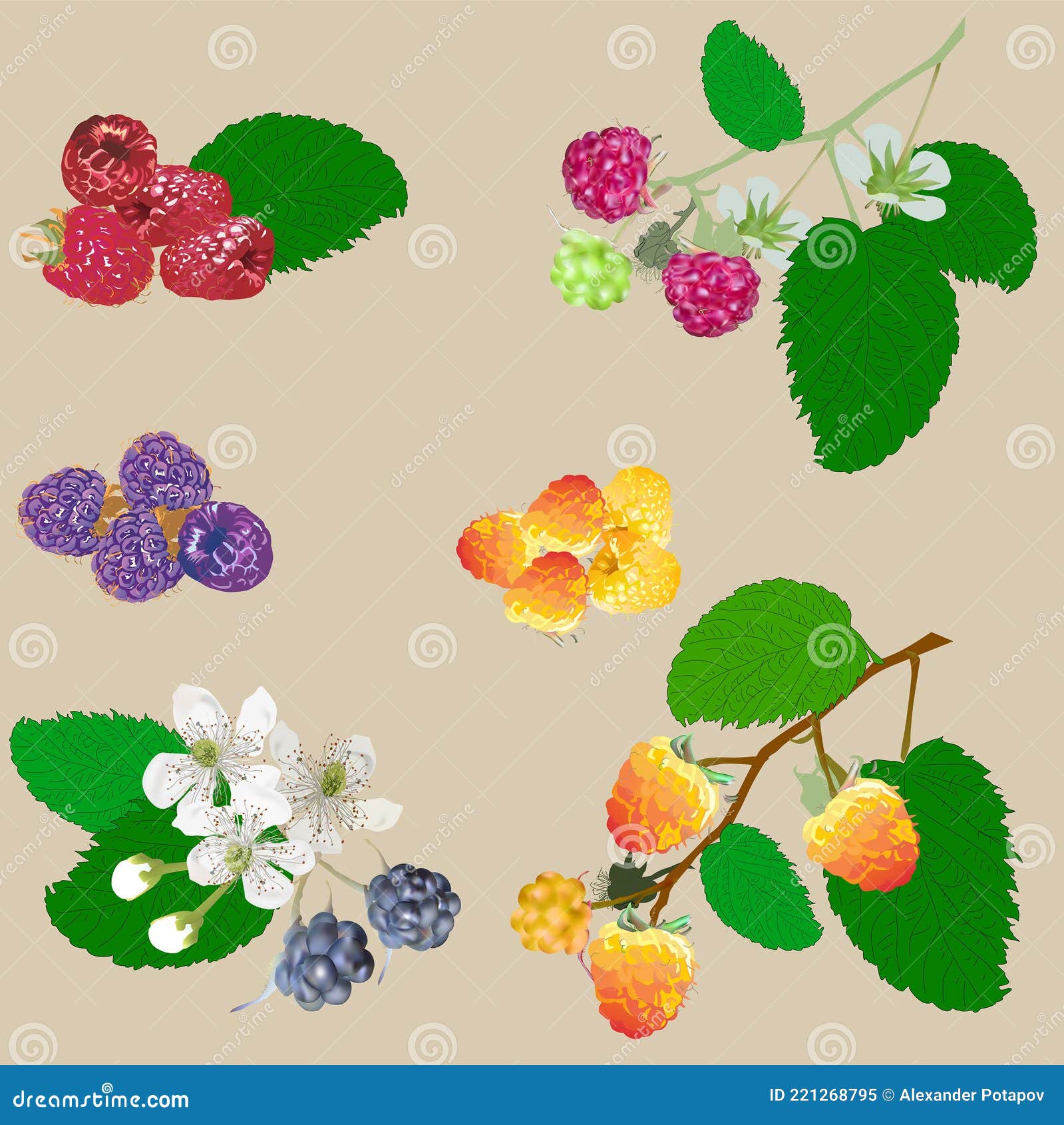 Raspberry and Blackberry Isolated on Light Backround Stock Vector ...
