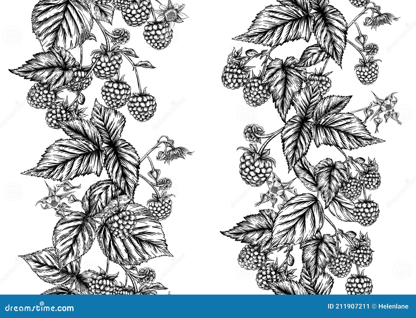 Blackberry. Ripe Berries On Branch. Clip Art, Set Of Elements For ...