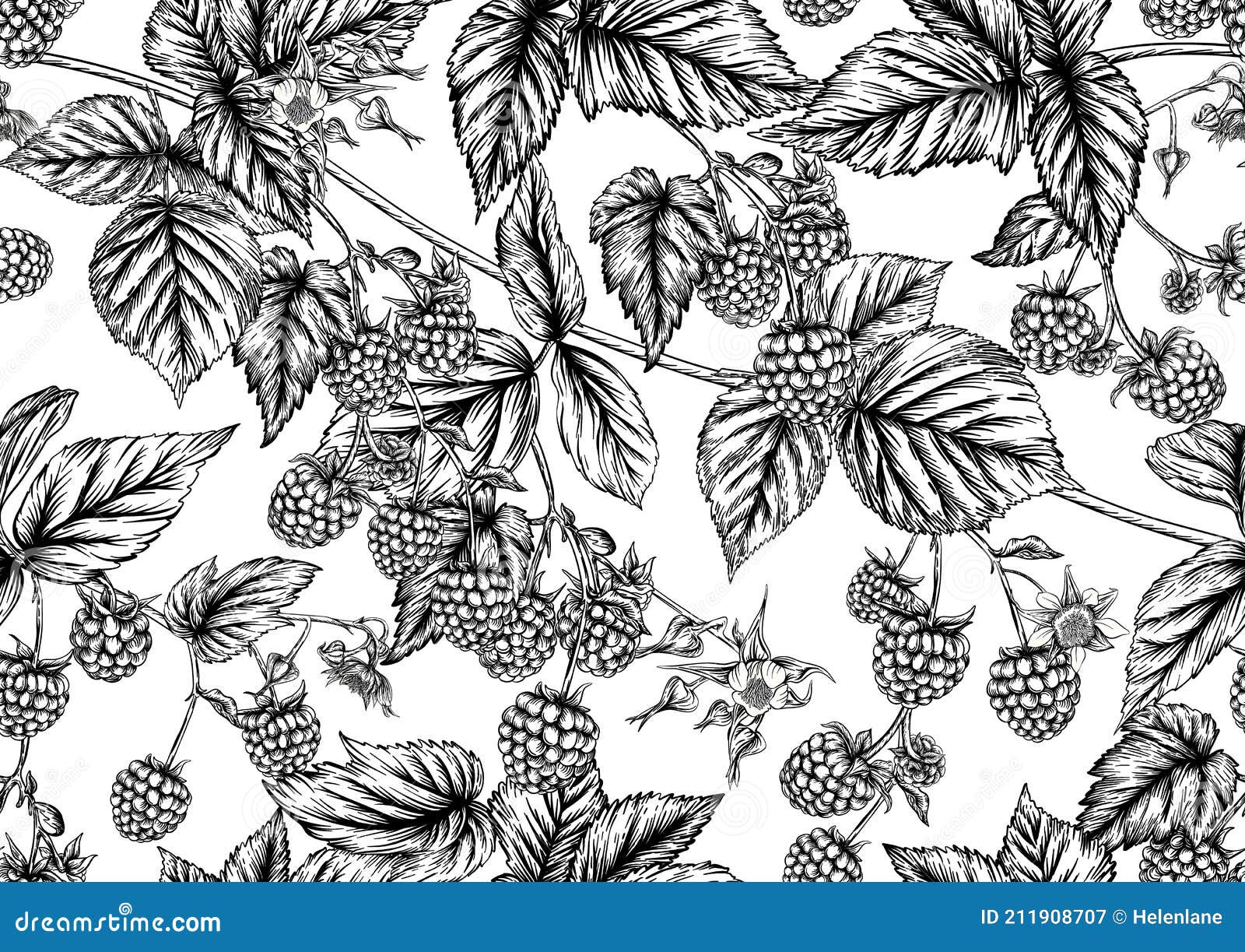 Blackberry. Ripe Berries On Branch. Clip Art, Set Of Elements For ...