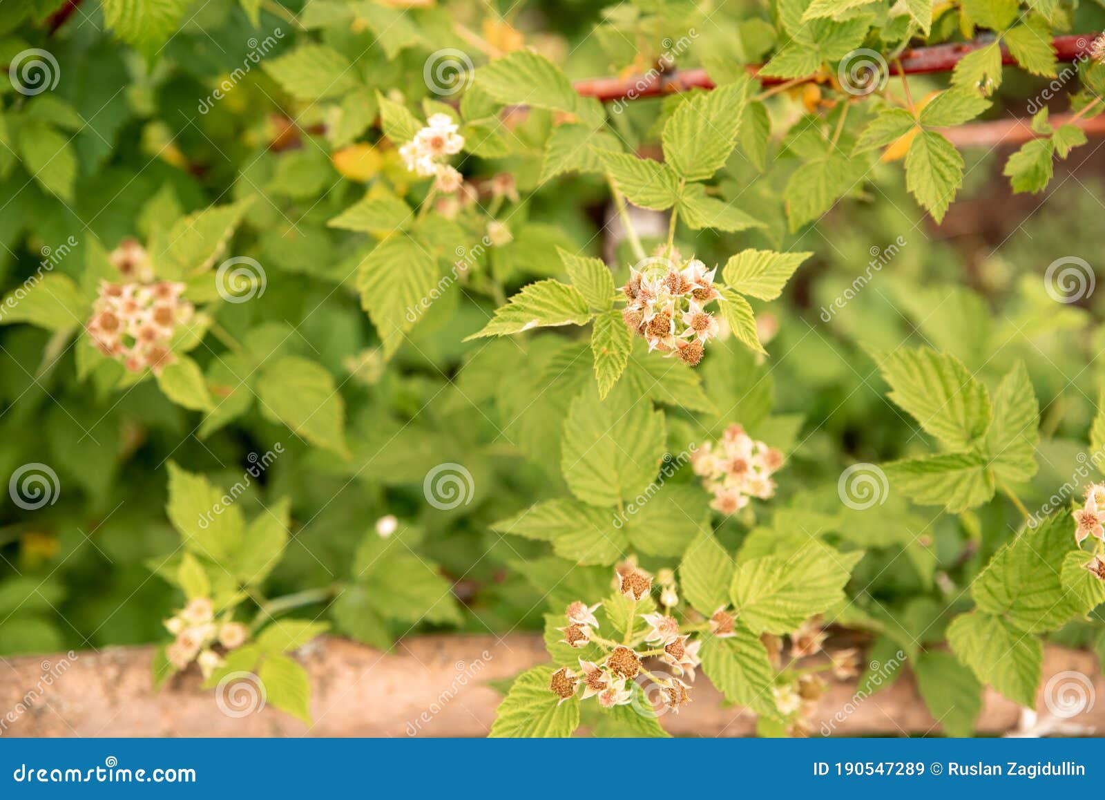 Raspberry Blossom in Summer on a Clear Sunny Day in the Garden Stock ...