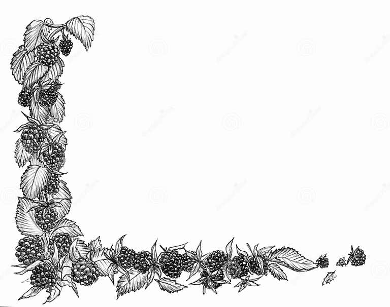 Raspberry border stock illustration. Illustration of garden - 13998746